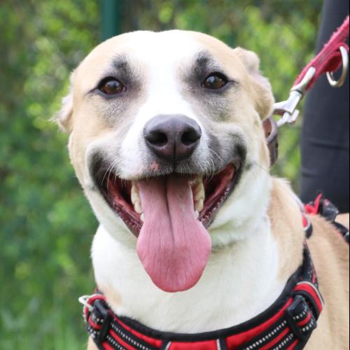 Spa Strasbourg Chien Adopter