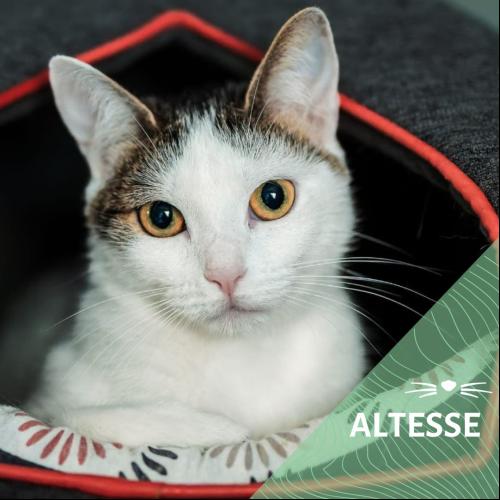 Adopter Un Chaton Strasbourg