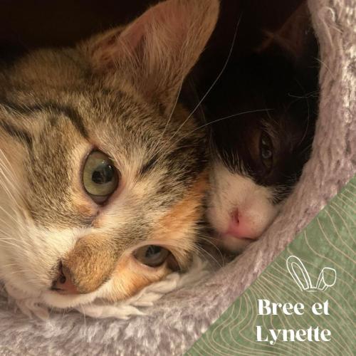 Image Bree et Lynette