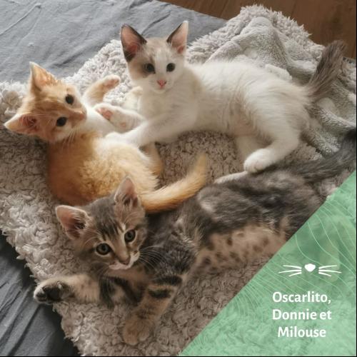 Image Donnie, Oscarlito et Milouse