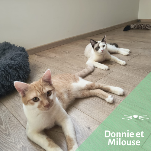 Image Donnie et Milouse