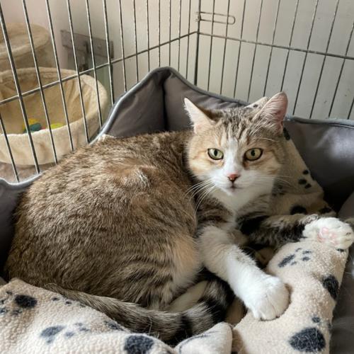 Adopter Un Chaton Strasbourg