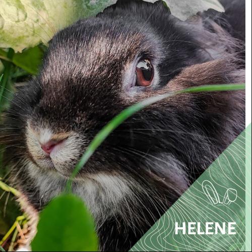 Image Helene