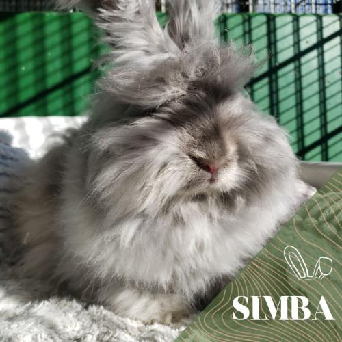 Image Simba