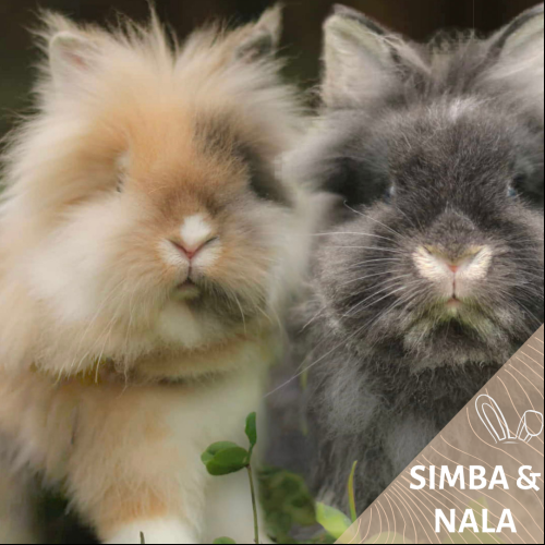 Image Simba et Nala