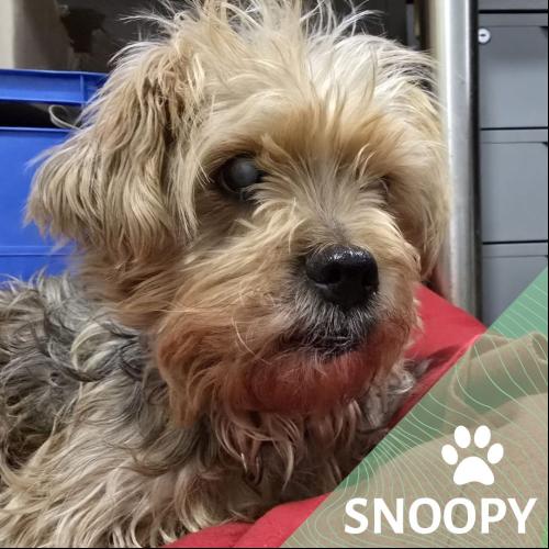 Image Snoopy
