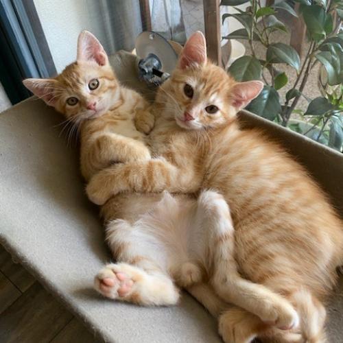 Image Carotte et Cardamone