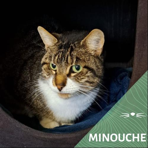 Image Minouche