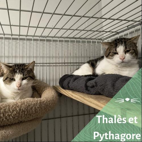 Image Thalès et Pythagore